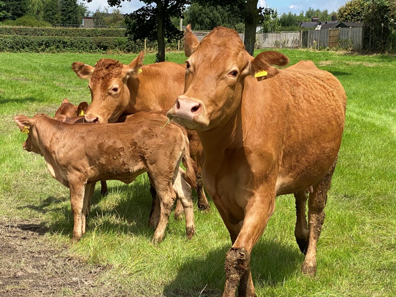Red Bank Farm Shop and Butchery
